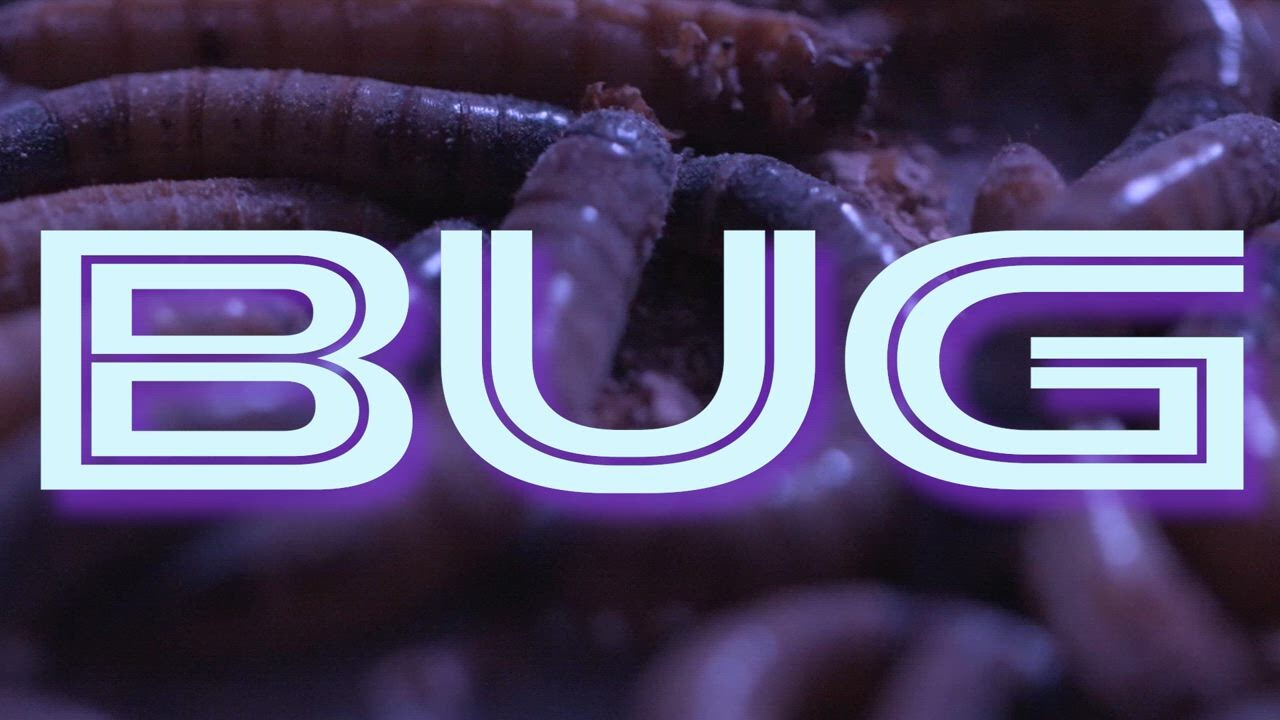 Bug - FilmFreeway