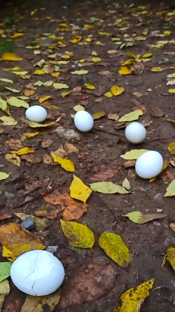 Rolling Human - FilmFreeway