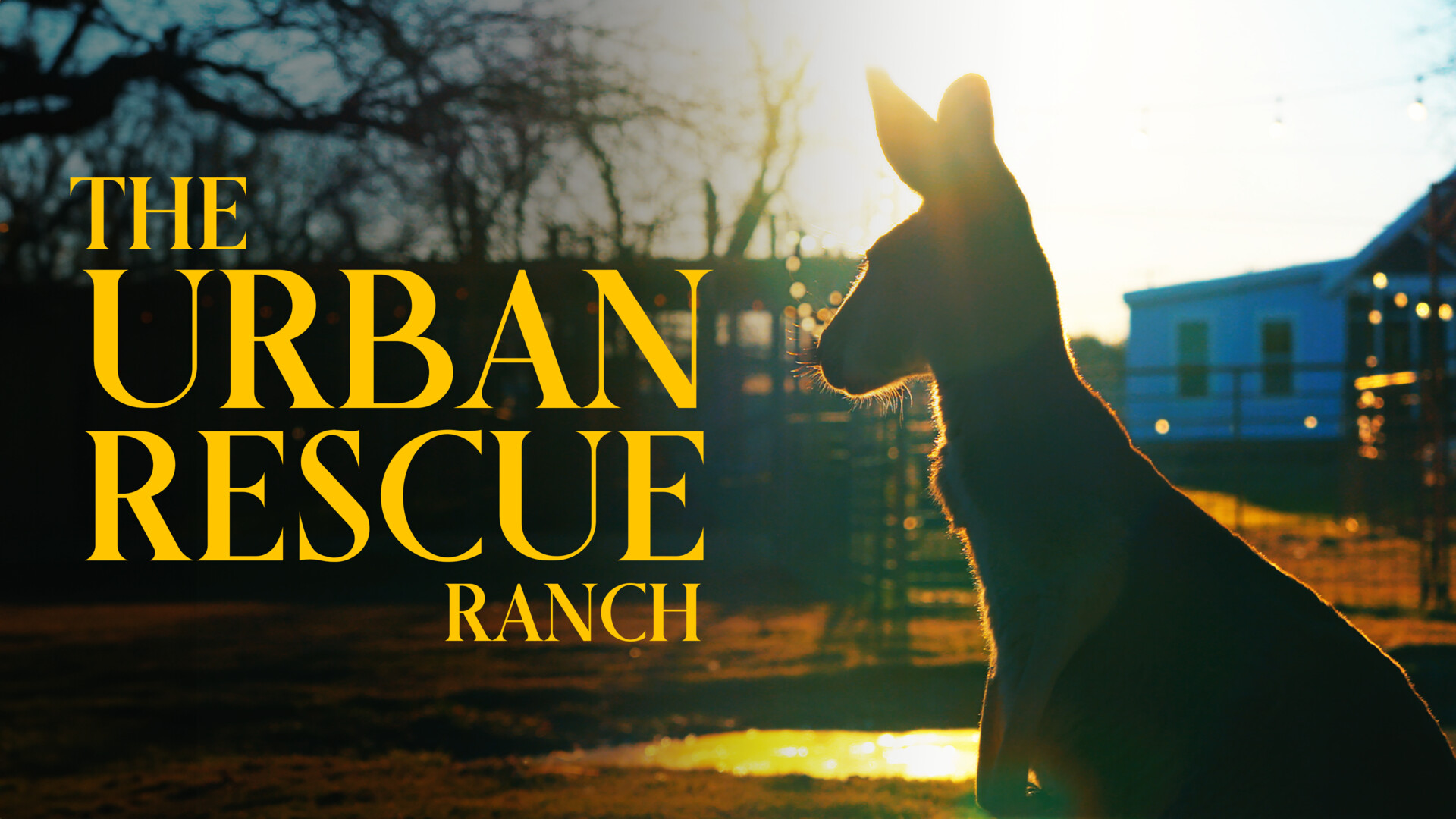 The Urban Rescue Ranch - FilmFreeway