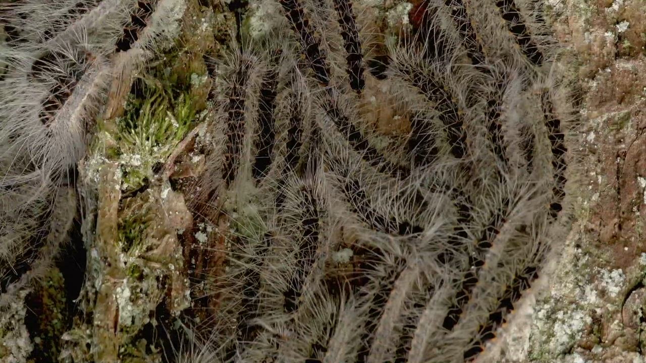 The oak processionary moth There is an old dweller in the European ...