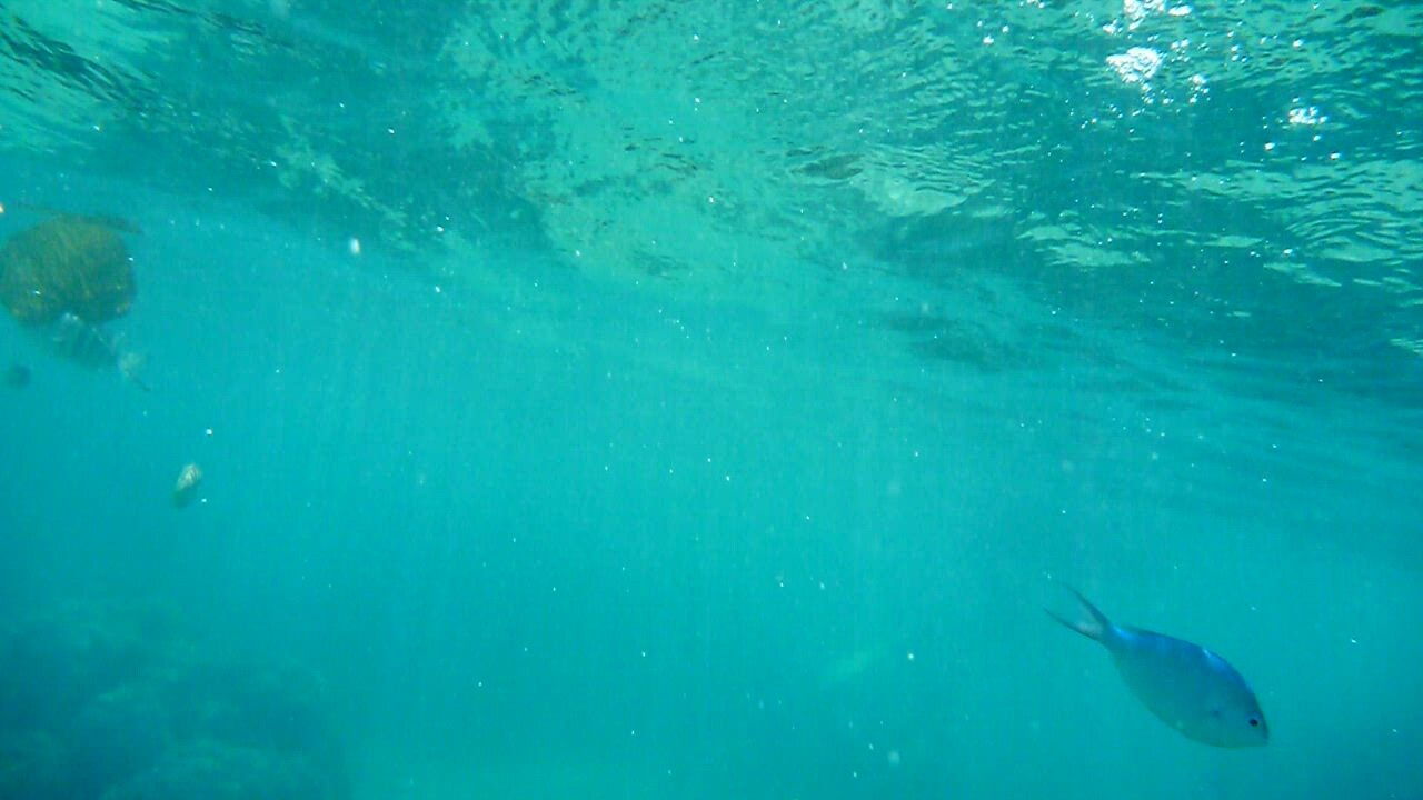 IF I WERE A FISH - FilmFreeway