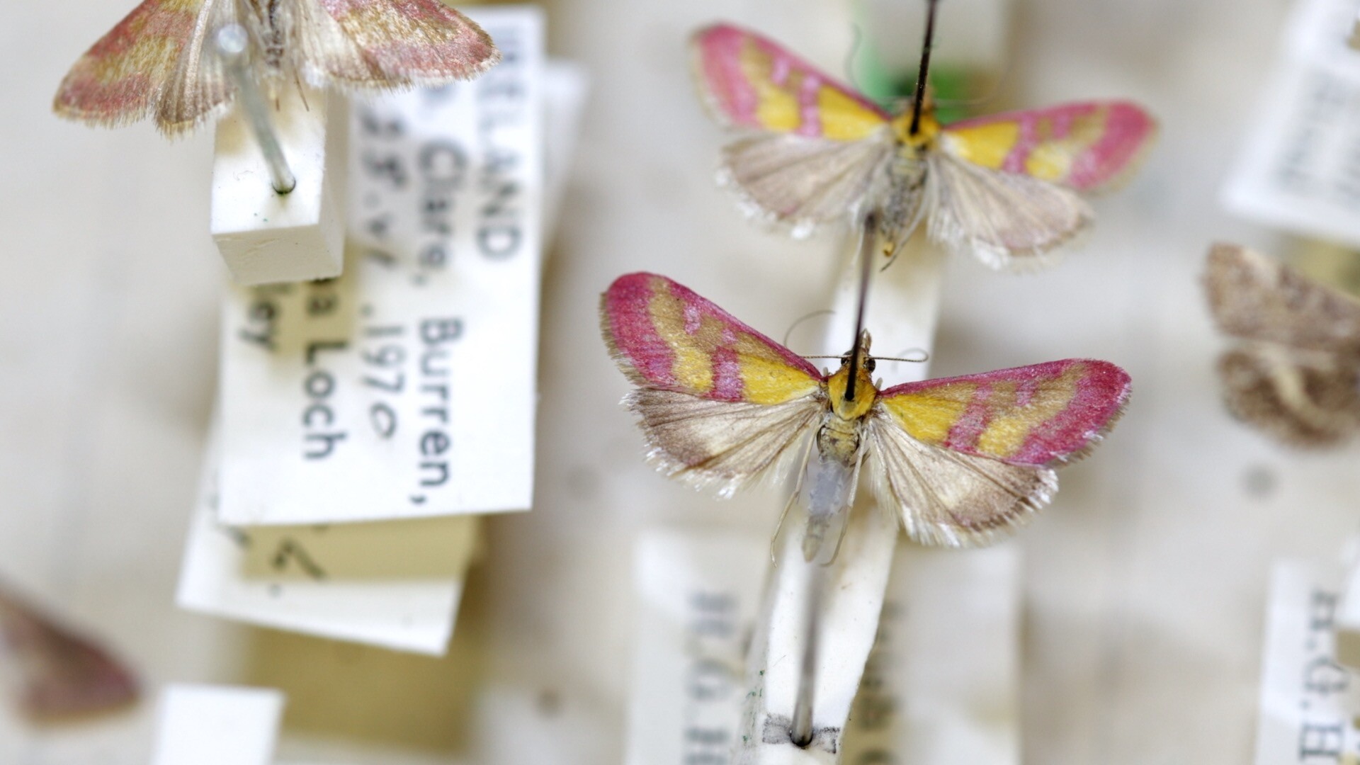 The Moth Man - FilmFreeway