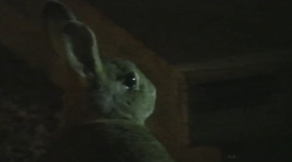 Rabbits at the Cemetery - FilmFreeway