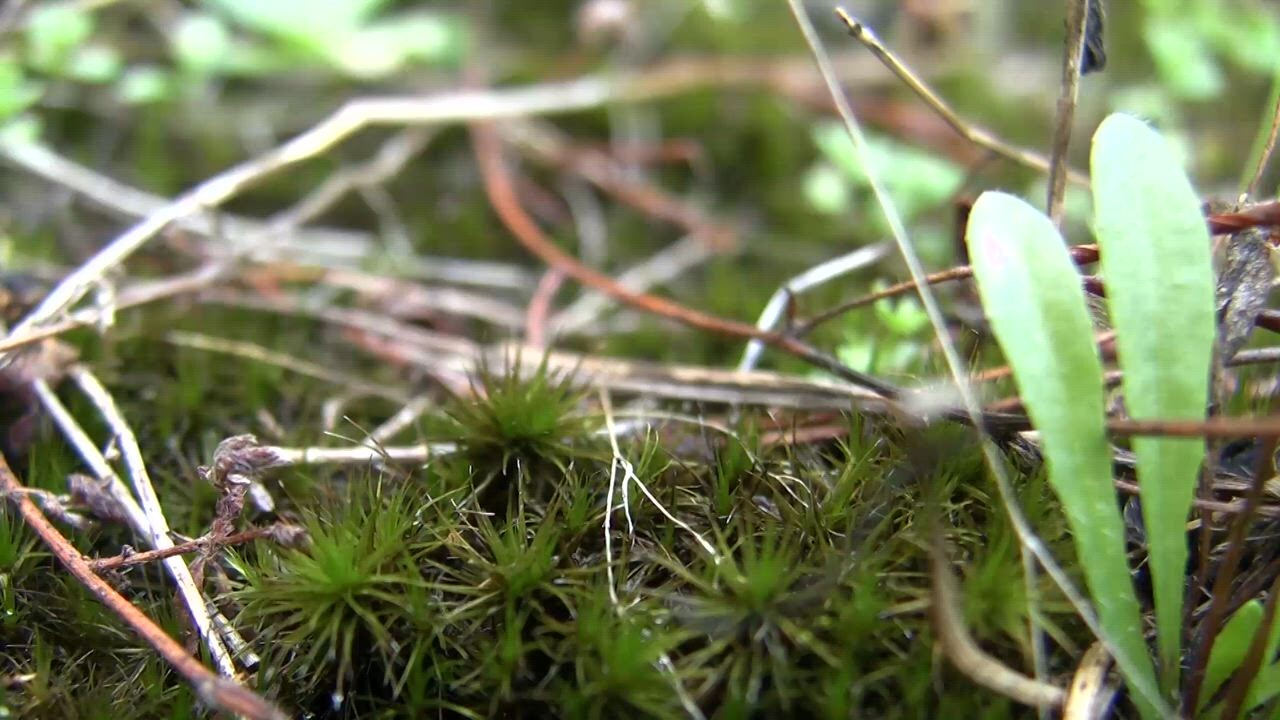 Deep Ecology - FilmFreeway