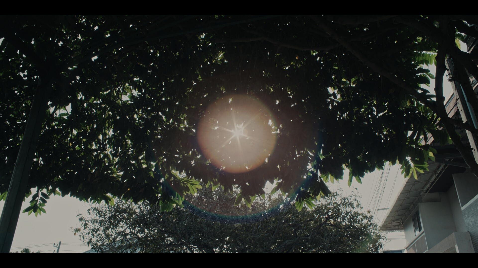 The Hundredth Day - FilmFreeway