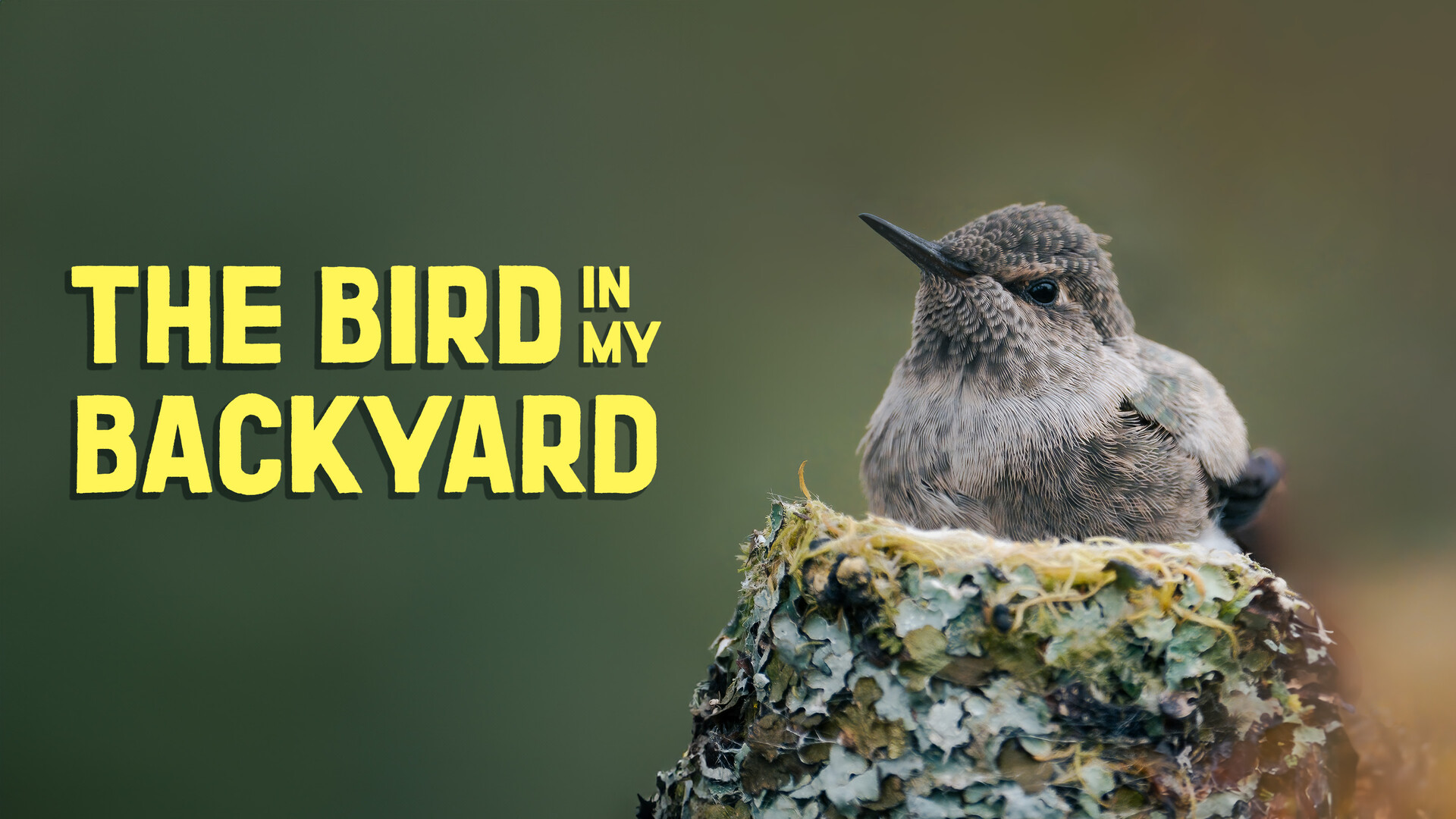 The Bird in My Backyard - FilmFreeway