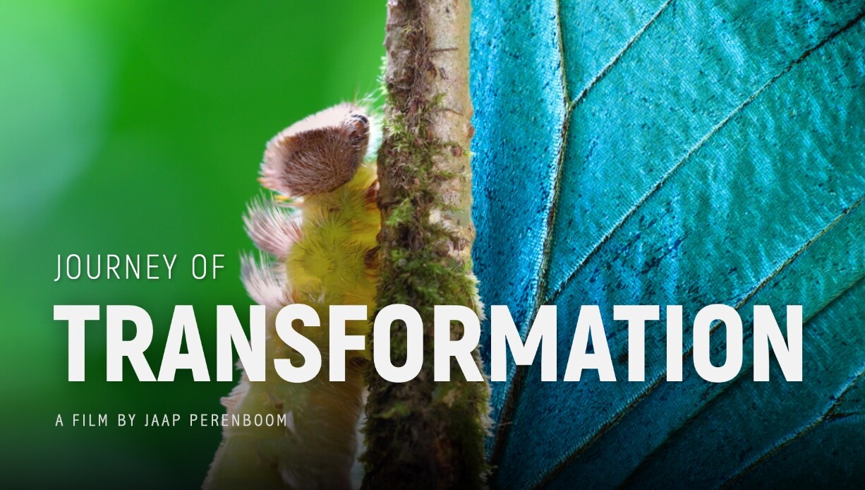 Journey of Transformation - FilmFreeway