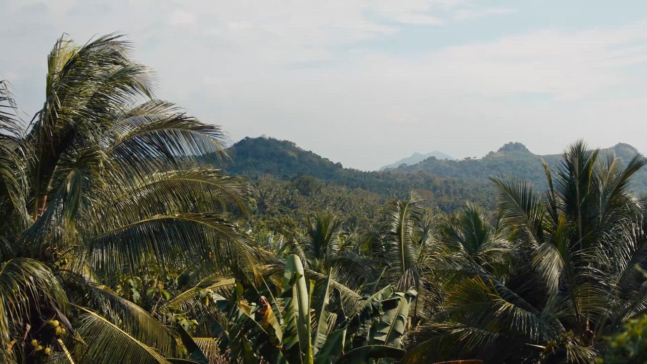 Under Mango Trees - FilmFreeway