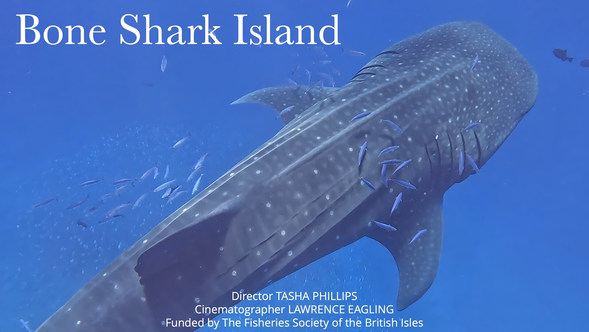 Bone Shark Island - FilmFreeway