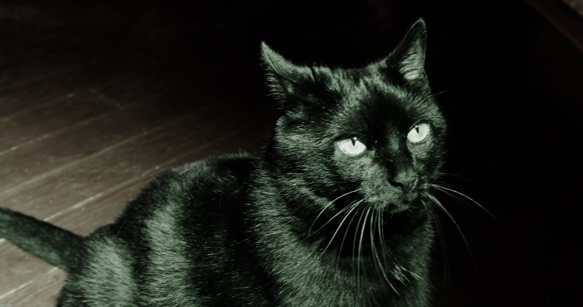 Good Boy, Fox - FilmFreeway