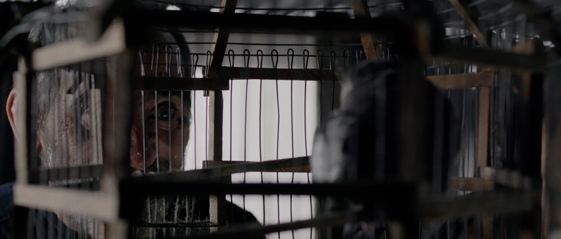 The Birds - FilmFreeway