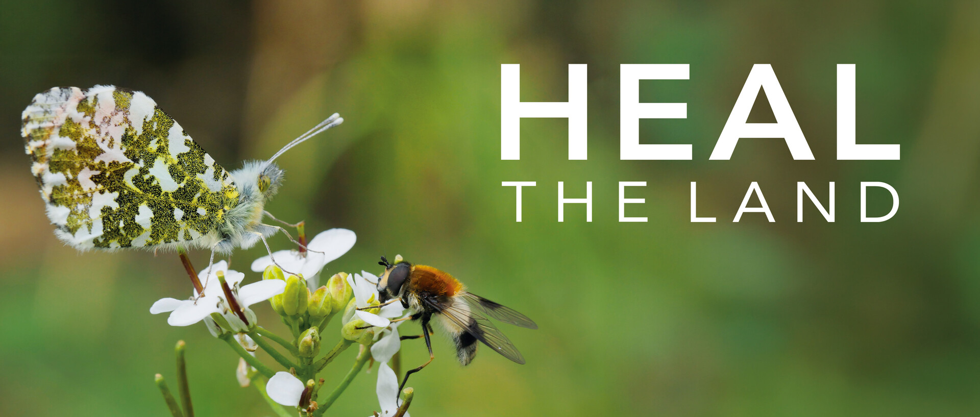 Heal The Land - FilmFreeway