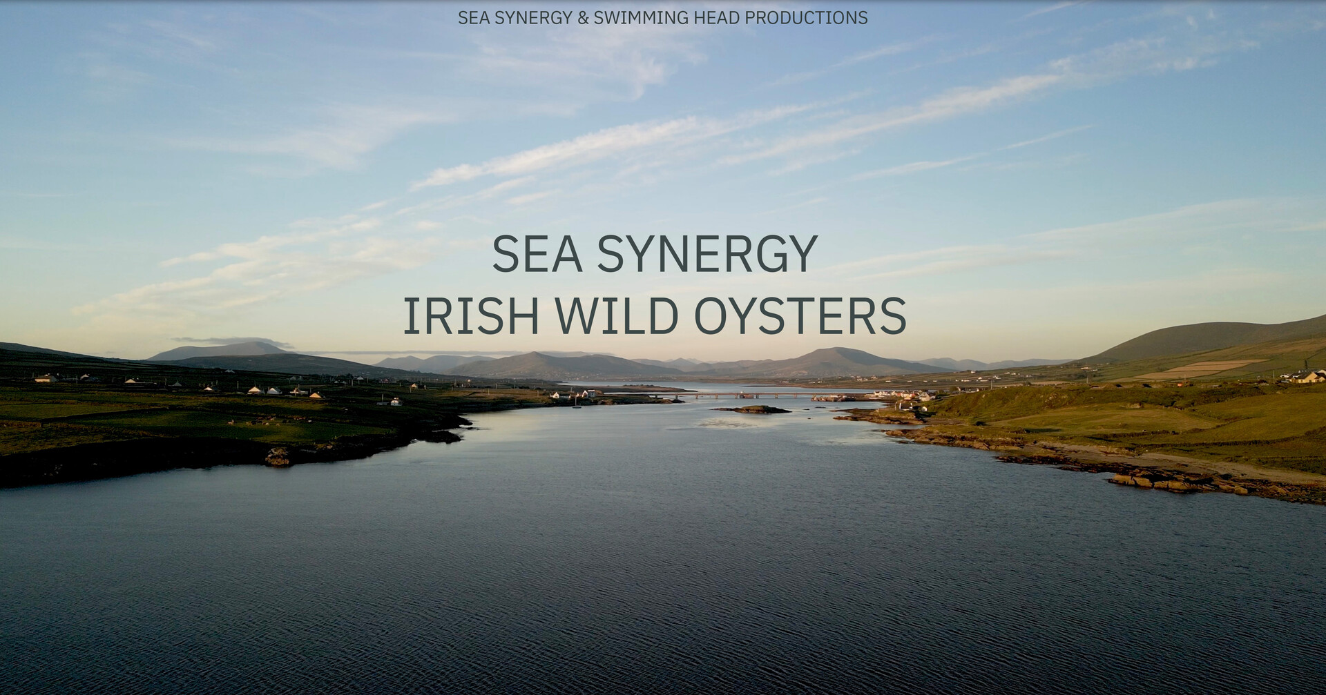 Sea Synergy - Wild Irish Oysters - FilmFreeway