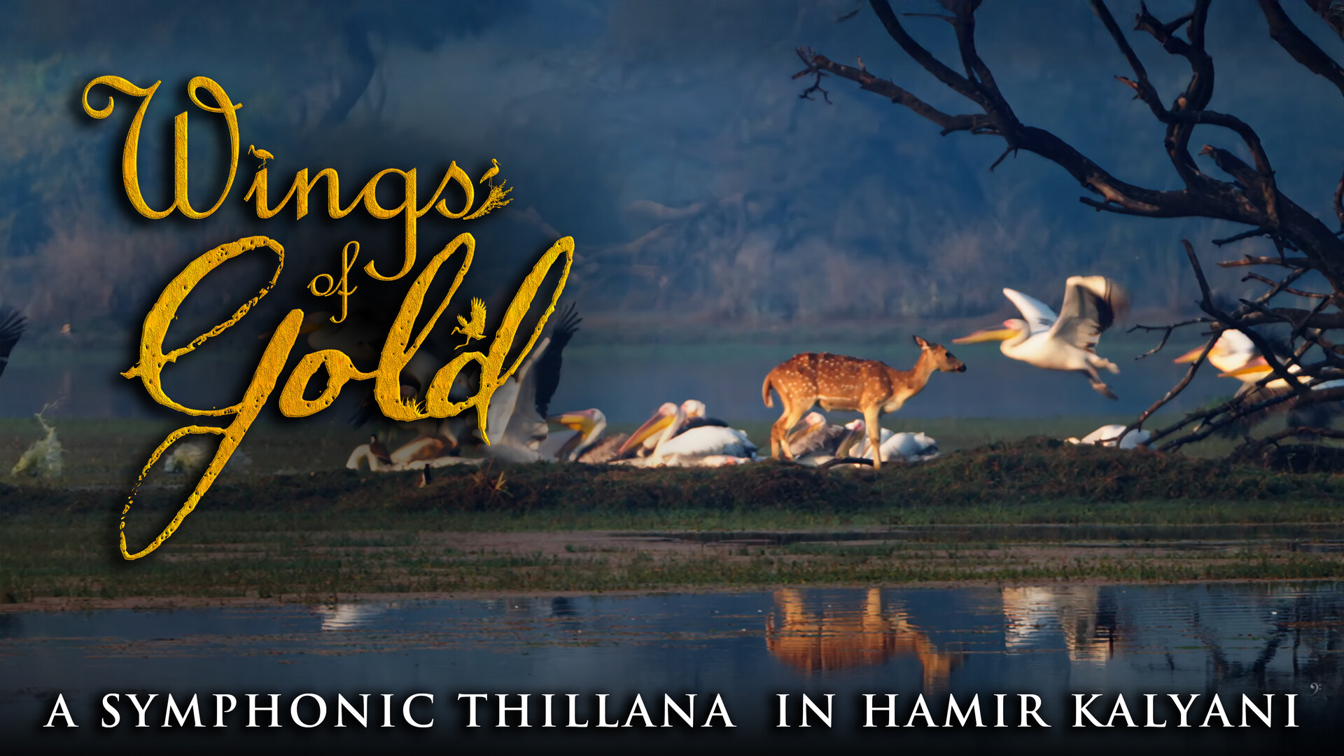 Wings Of Gold - FilmFreeway