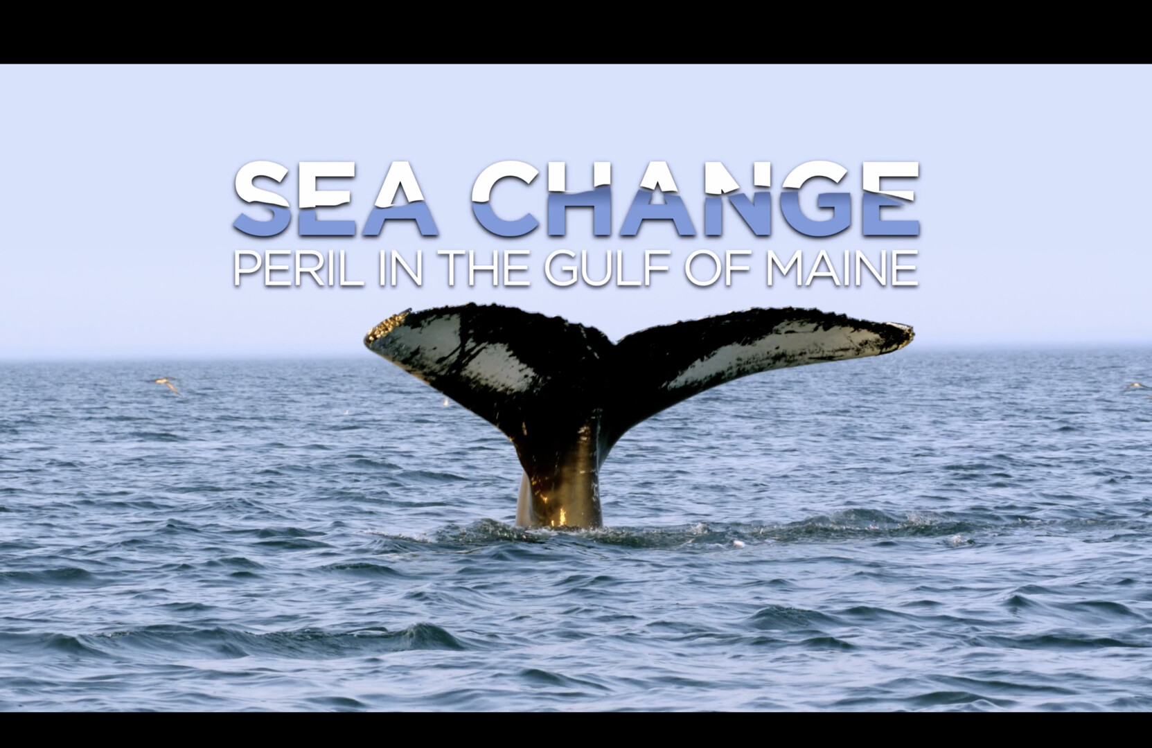 Sea Change: Peril in the Gulf of Maine (EP2) - FilmFreeway