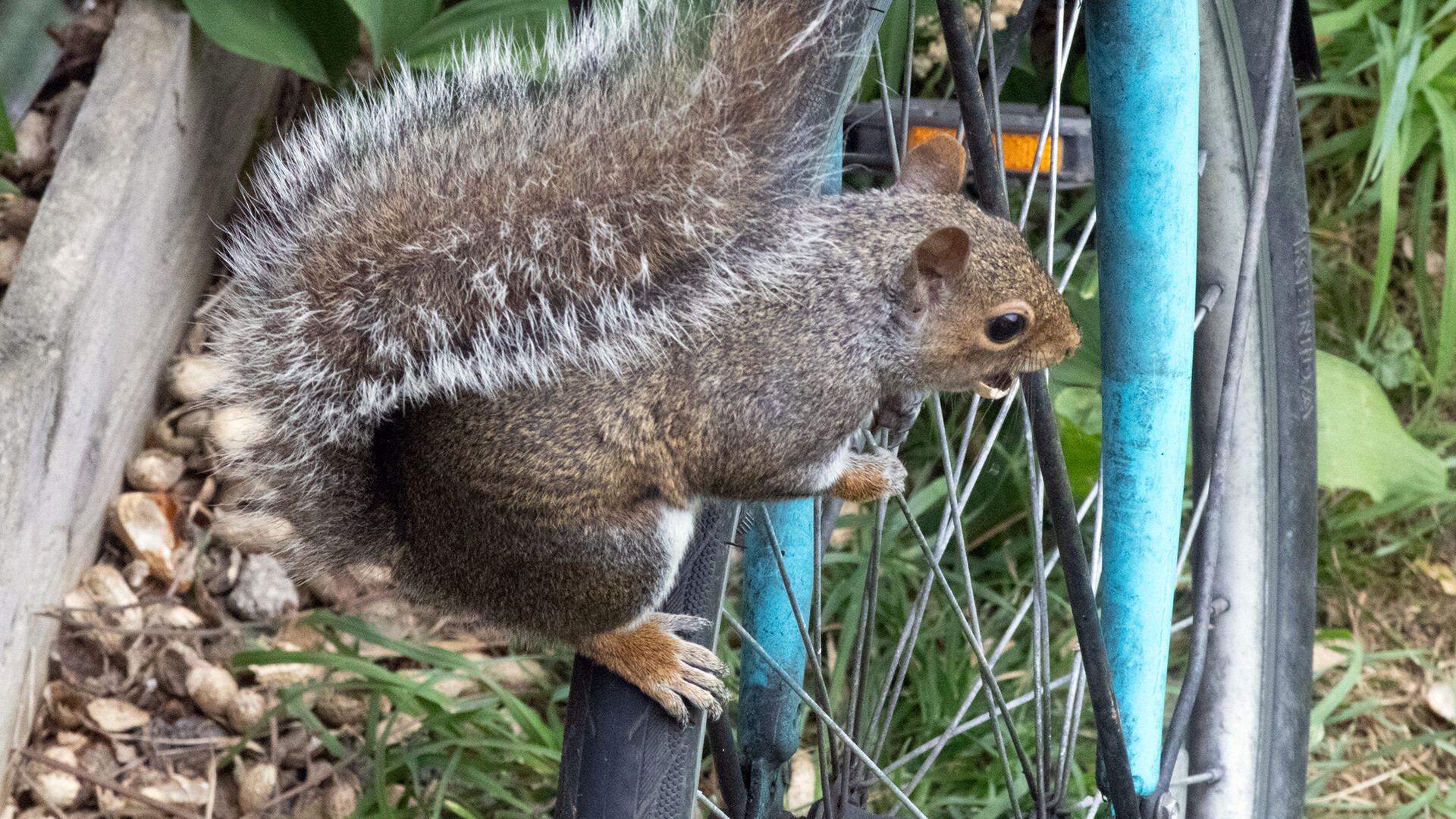 Squirrels and the Sacred Walnut - FilmFreeway