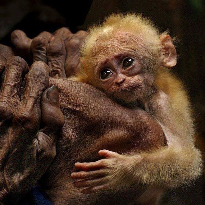 Zagamba Junior - FilmFreeway