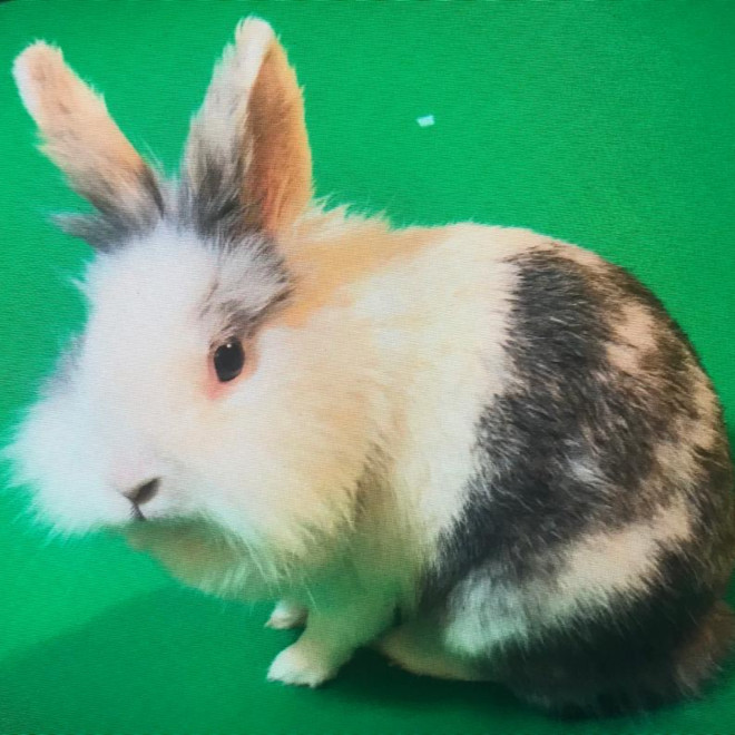 Sarah Demeestere - FilmFreeway