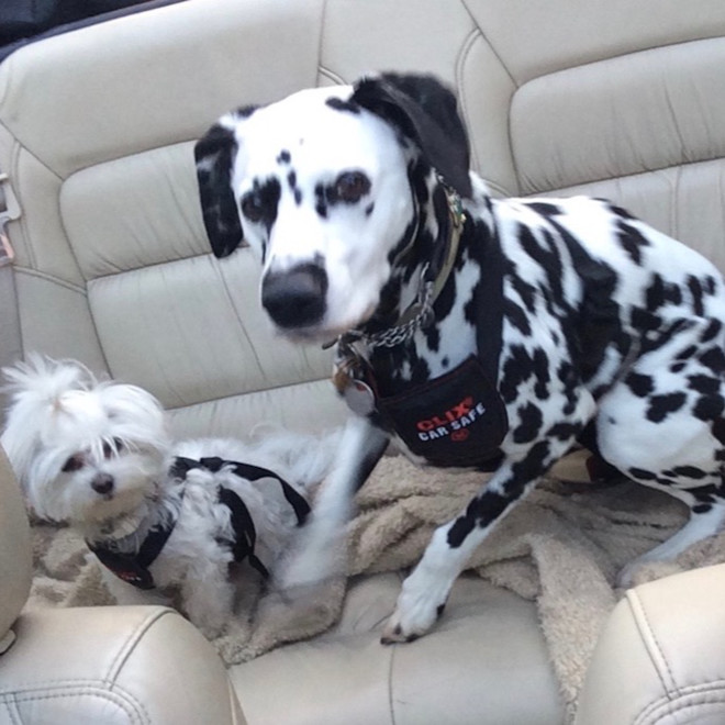 Faye Fayerman - FilmFreeway